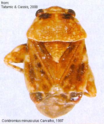 Papua Insects Foundation (Hemiptera/Heteroptera)